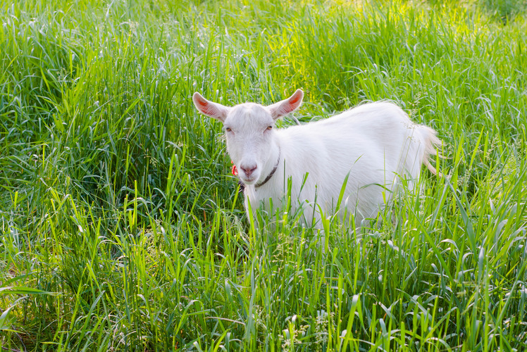 Liver Flukes in Goats: Parasites With a History - Goat Journal